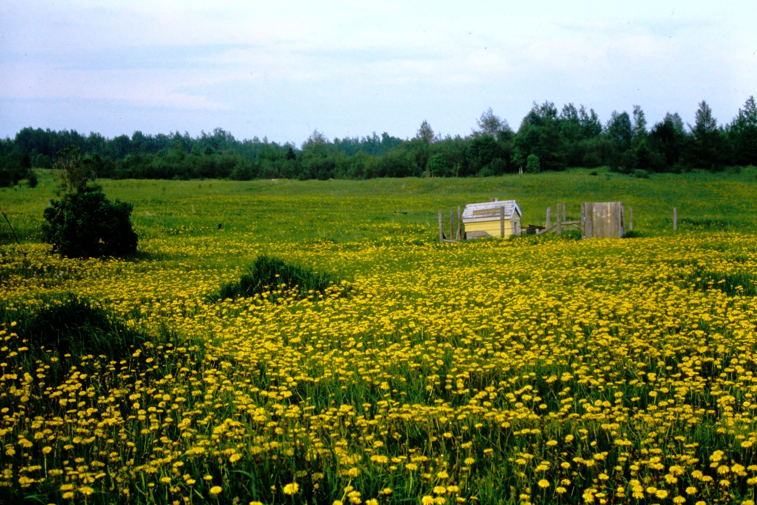 Picking Berries - Sharon M. Kennedy